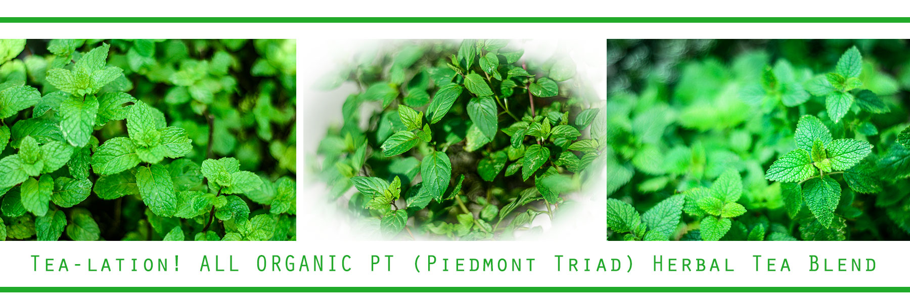 PT (Piedmont Triad) Herbal Tea Blend (Sans Caffeine) – Fall in Love ...
